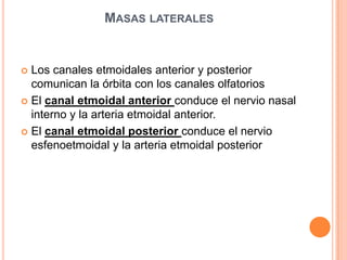 Etmoides | PPTX