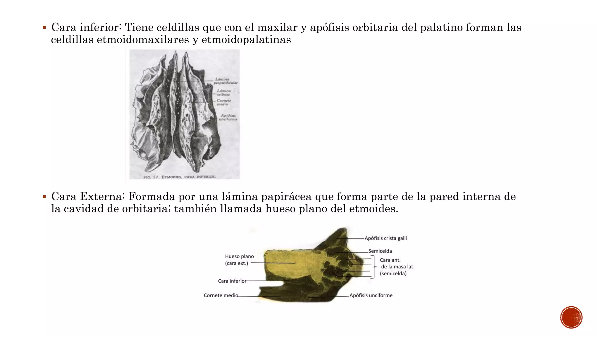 ETMOIDES (HUESO ETMOIDAL) ANATOMIA HUMANA | PPTX