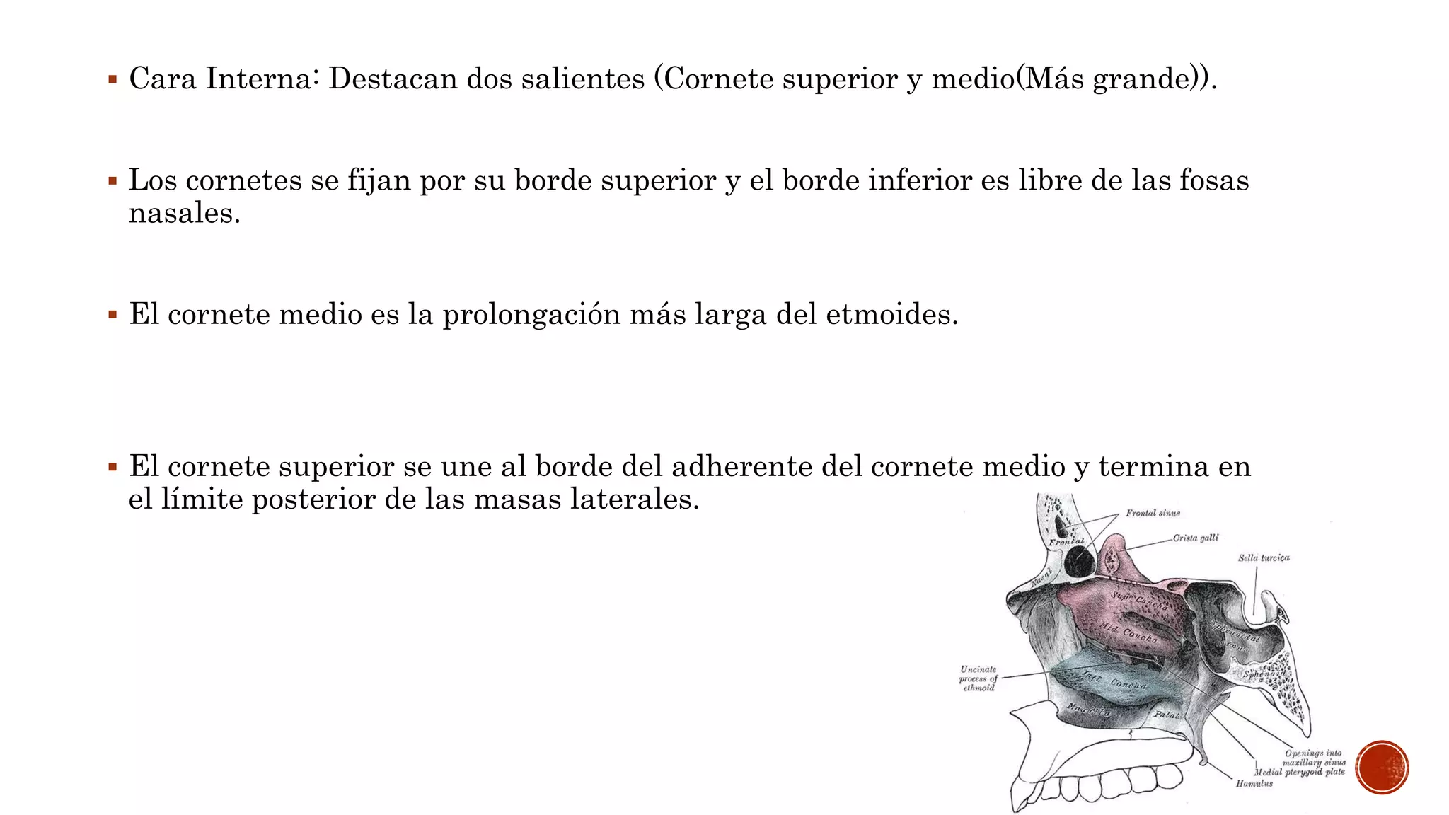 ETMOIDES (HUESO ETMOIDAL) ANATOMIA HUMANA | PPTX