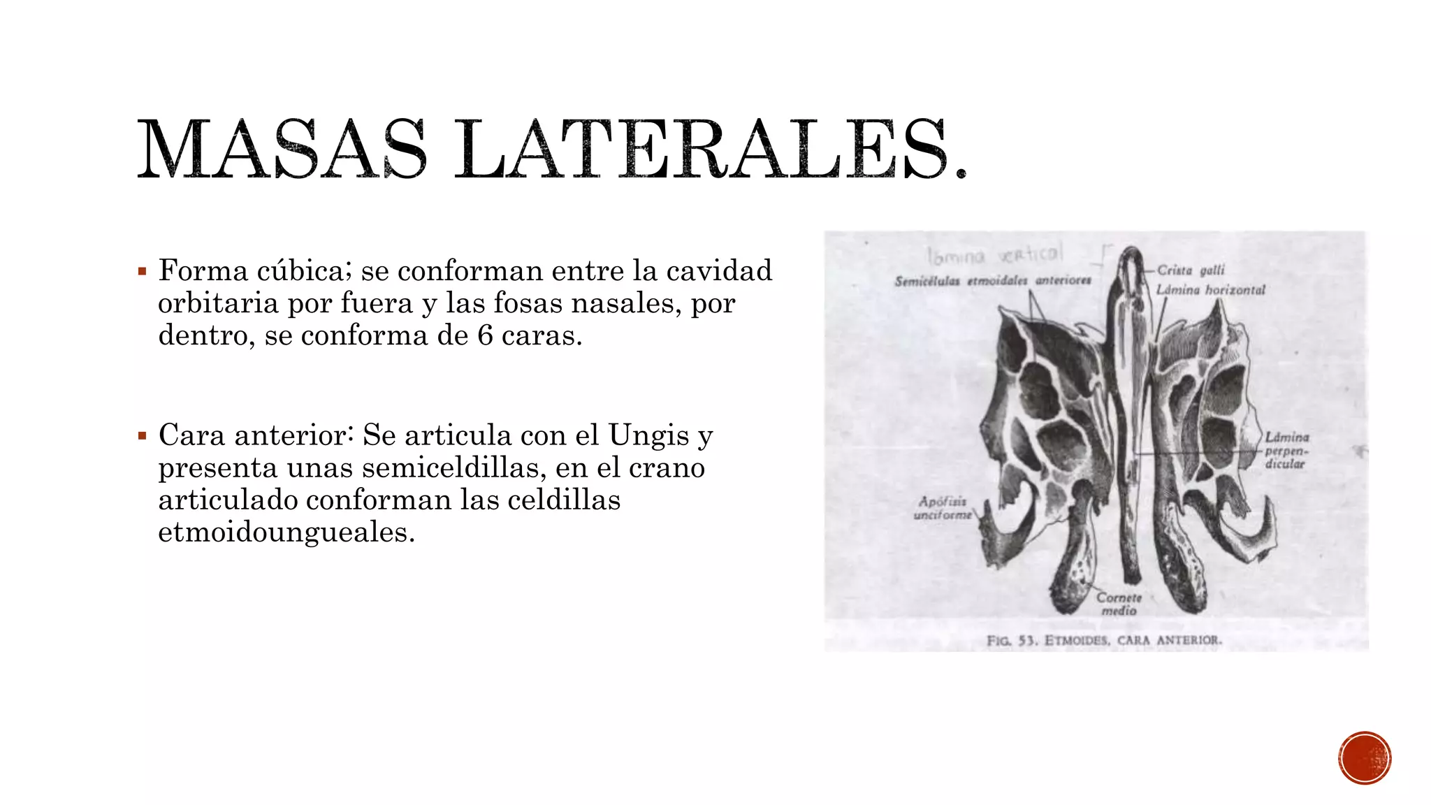 ETMOIDES (HUESO ETMOIDAL) ANATOMIA HUMANA | PPTX