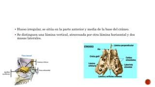 ETMOIDES (HUESO ETMOIDAL) ANATOMIA HUMANA | PPTX