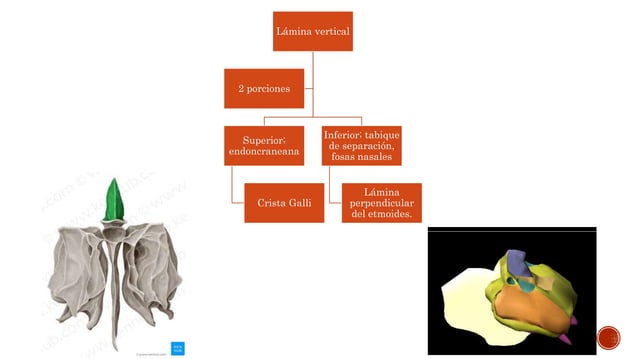 ETMOIDES (HUESO ETMOIDAL) ANATOMIA HUMANA | PPTX
