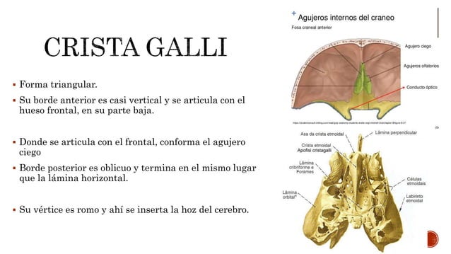 ETMOIDES (HUESO ETMOIDAL) ANATOMIA HUMANA | PPTX