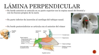ETMOIDES (HUESO ETMOIDAL) ANATOMIA HUMANA | PPTX