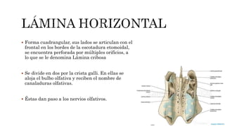 ETMOIDES (HUESO ETMOIDAL) ANATOMIA HUMANA | PPTX