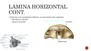 ETMOIDES (HUESO ETMOIDAL) ANATOMIA HUMANA | PPTX