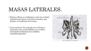 ETMOIDES (HUESO ETMOIDAL) ANATOMIA HUMANA | PPTX