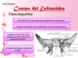 anatomia de Etmoides esfenoides | PPT