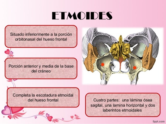 anatomia de Etmoides esfenoides