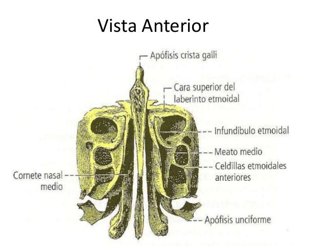 Etmoides y esfenoides