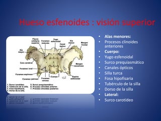 Etmoides y esfenoides | PPTX