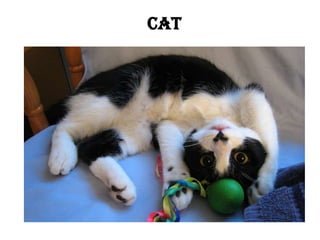 Speaking skill (Descriptive text) | PPTX