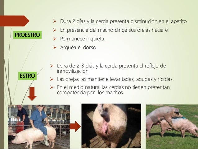 COMPORTAMIENTO REPRODUCTIVO DE LOS CERDOS