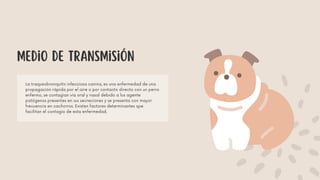 Etologíatraqueobronquitis infecciosa canina (1).pdf
