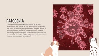 Etologíatraqueobronquitis infecciosa canina (1).pdf