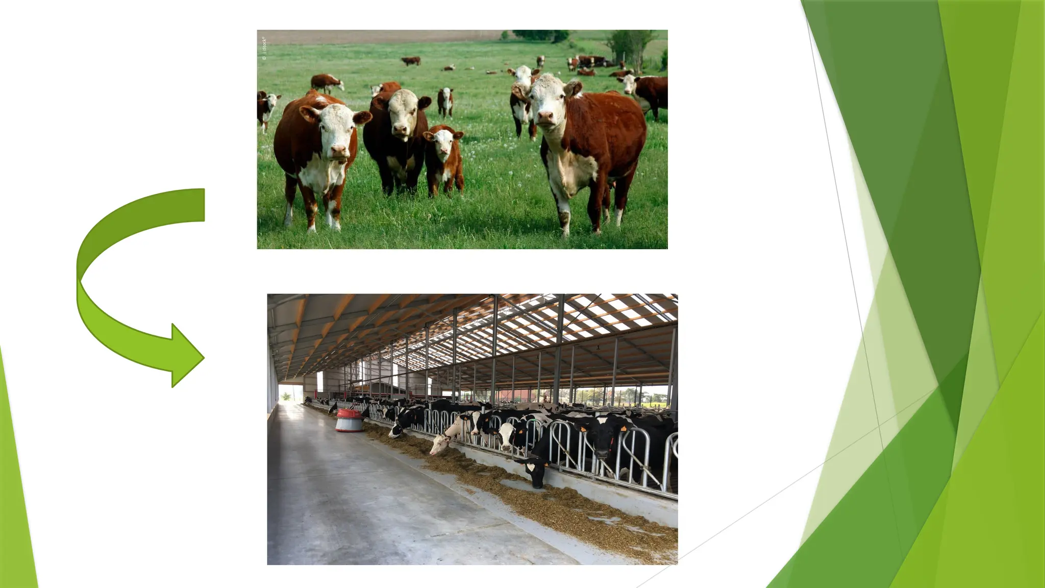 ETOLOGIA Y EXTERIOR DEL VACUNO/ practica veterinaria principios | PPTX