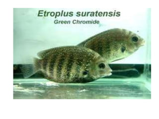 Etroplus- culture | PPTX