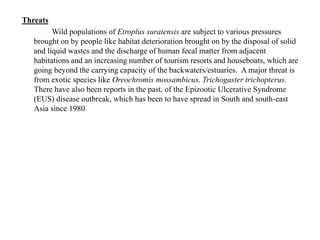 Etroplus- culture | PPTX