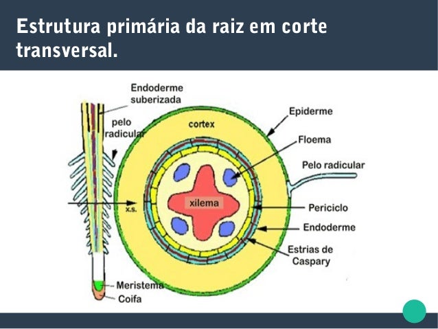 Etrutura primaria da raiz