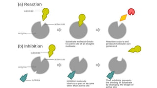 Types of enzyme inhibition | PPTX
