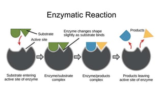 Types of enzyme inhibition | PPTX
