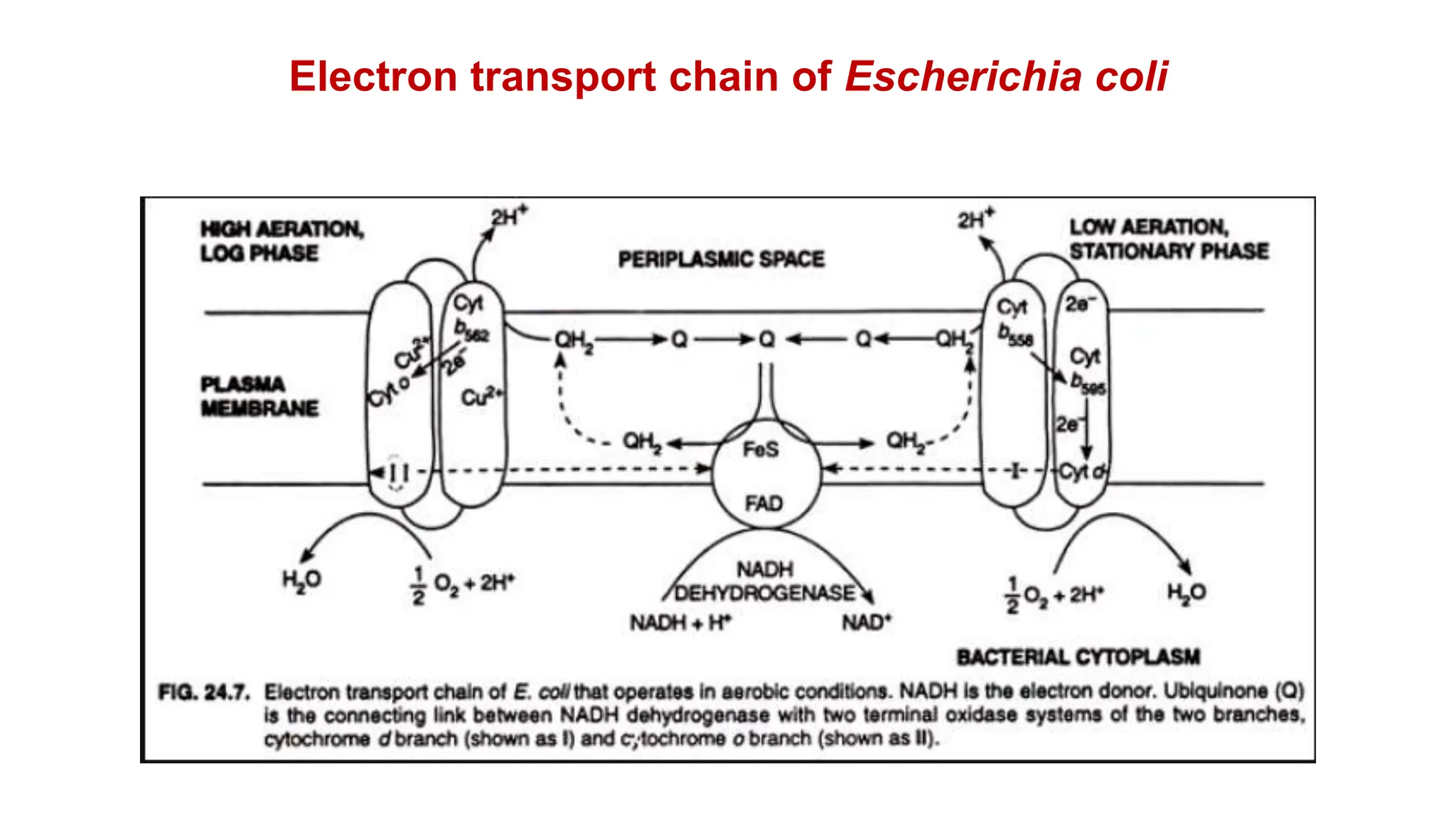 ELECTRON TRANSPORT CHAIN OF BACTERIA.pptx