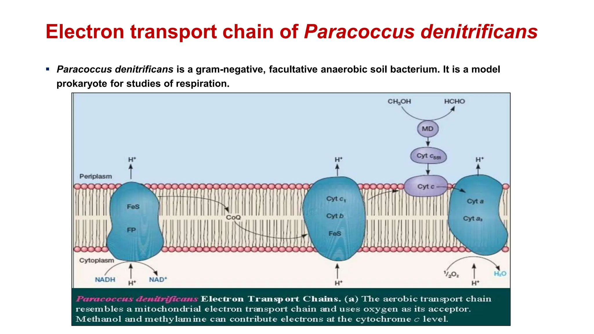 ELECTRON TRANSPORT CHAIN OF BACTERIA.pptx