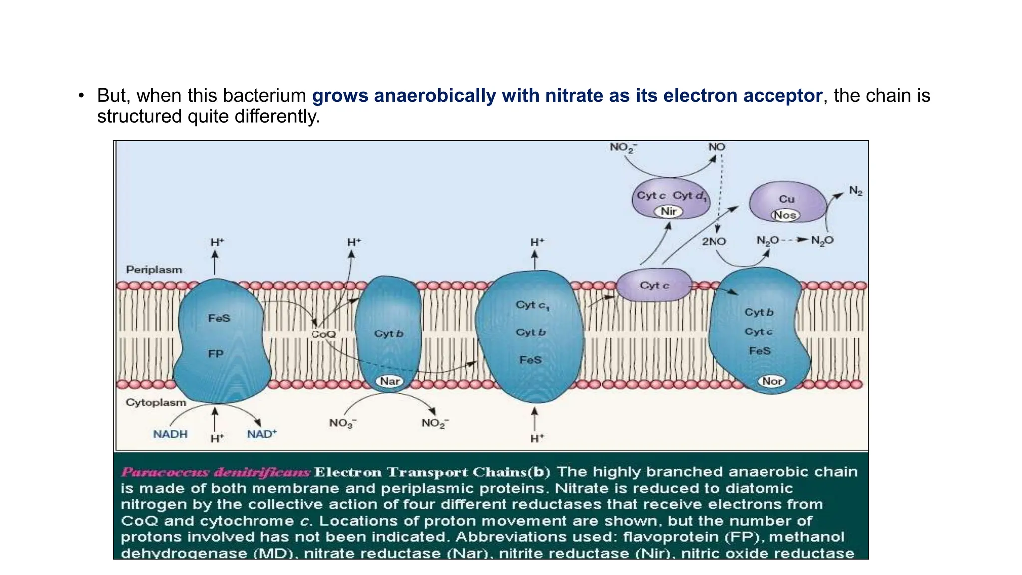 ELECTRON TRANSPORT CHAIN OF BACTERIA.pptx