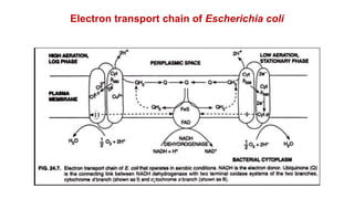 ELECTRON TRANSPORT CHAIN OF BACTERIA.pptx