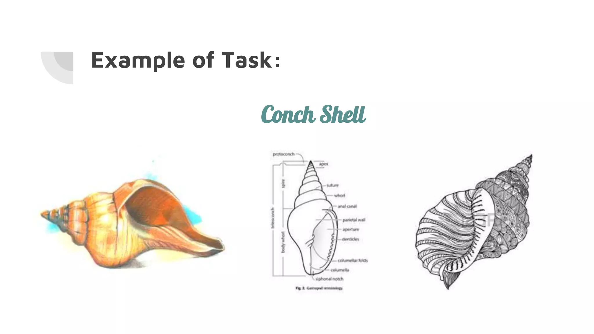 Bio drawing intro & careers | PPT