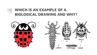 Bio drawing intro & careers | PPTX