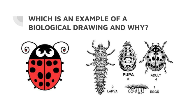 Bio drawing intro & careers | PPT