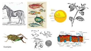Bio drawing intro & careers | PPT
