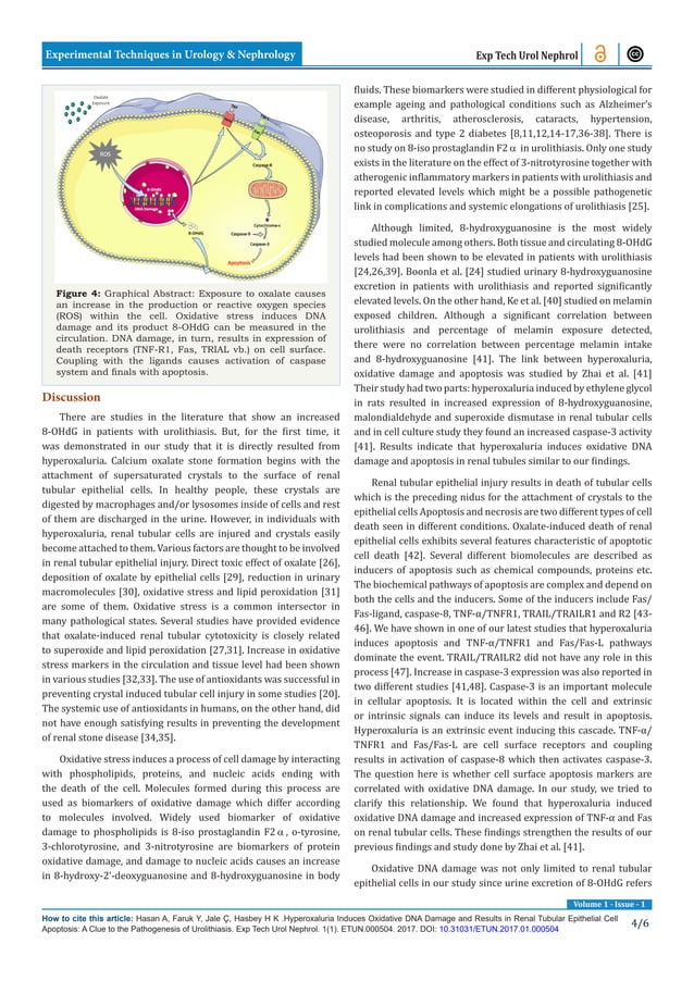 Crimson Publishers-Hyperoxaluria Induces Oxidative DNA Damage and ...