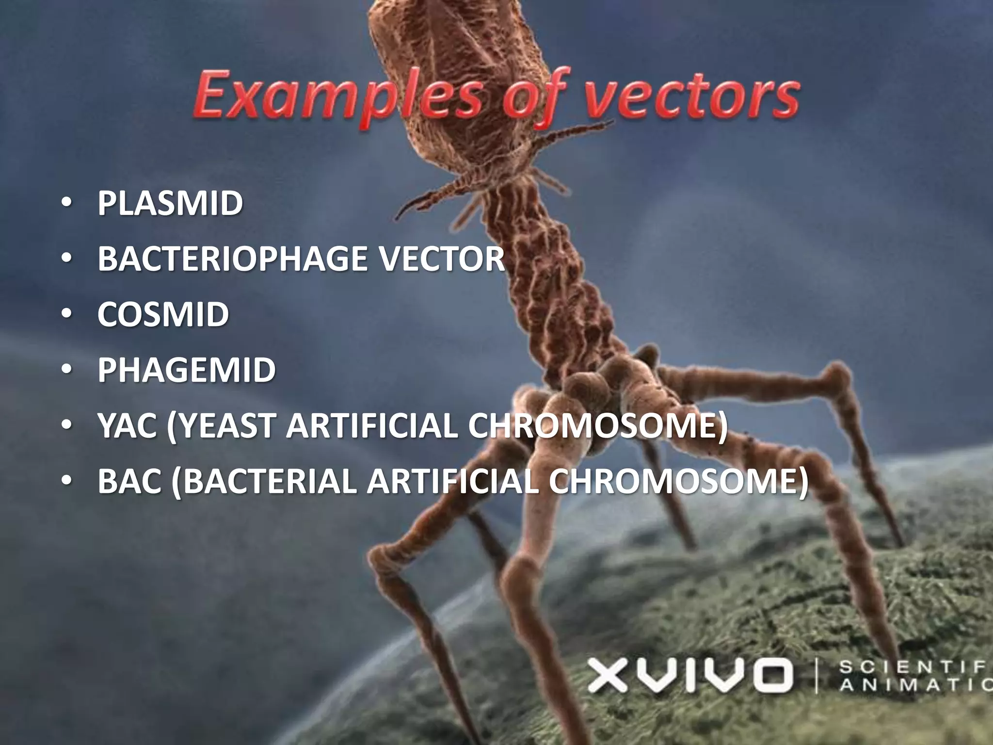 Vector in molecular biology | PPTX