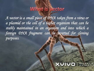 Vector in molecular biology | PPTX