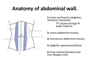 Semilunar Line Of Spiegel