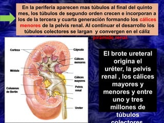 Embriología del Aparato Urogenital | PPTX