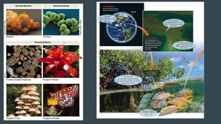 Characteristics of Life Powerpoint Slide Show | PPTX