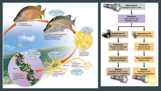 Characteristics of Life Powerpoint Slide Show | PPTX