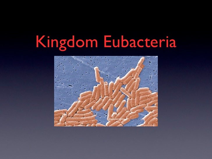 Eubacteria