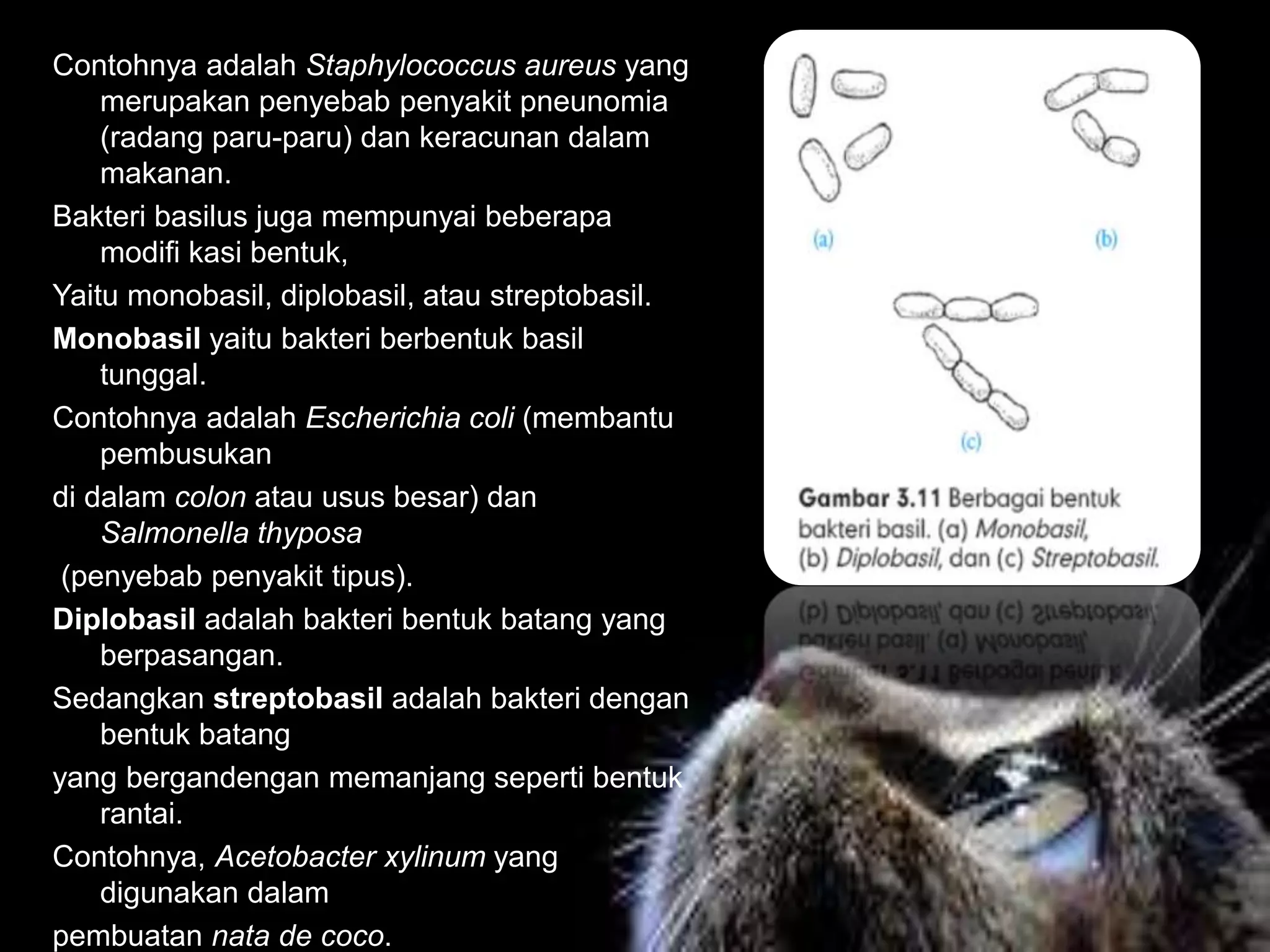 Biologi - Eubacteria kelas X SMA sem.1 | PPTX
