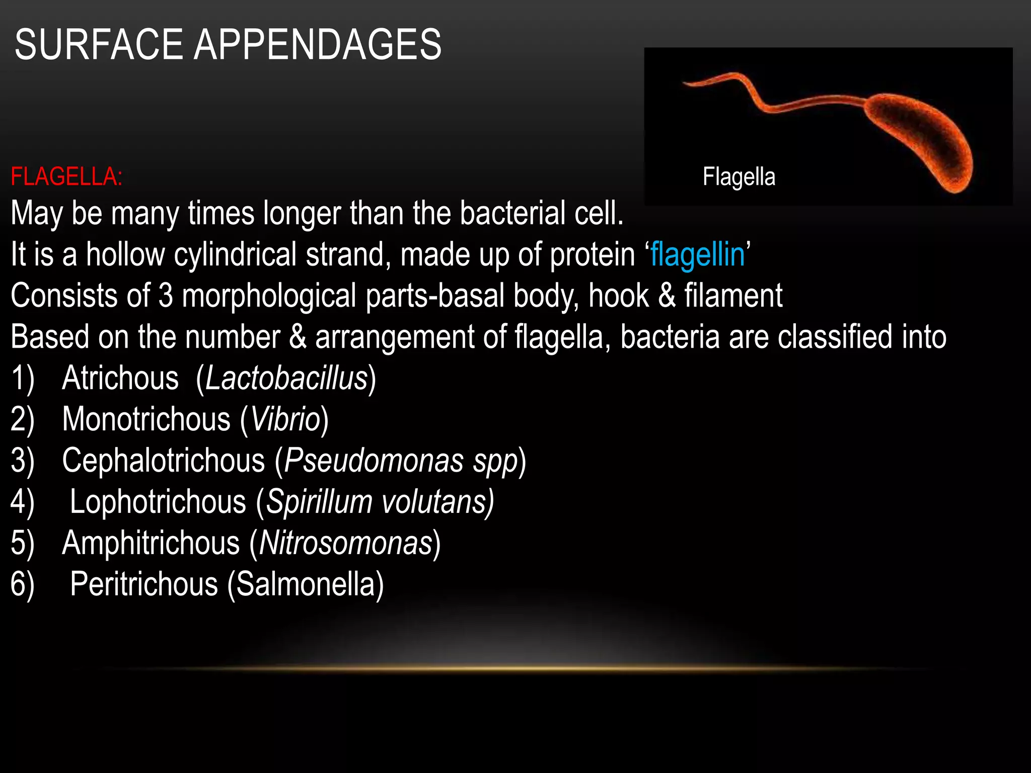 Eubacteria | PPTX