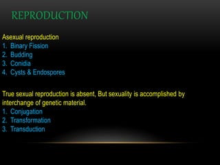 Eubacteria | PPTX | Biological Sciences | Science