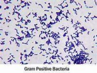 Eubacteria | PPTX