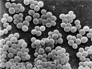 Eubacteria | PPTX