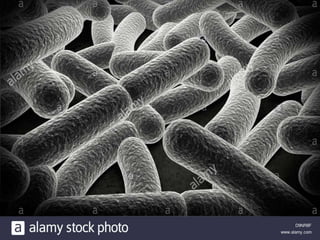 Eubacteria | PPTX