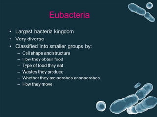 Eubacteria Characteristics