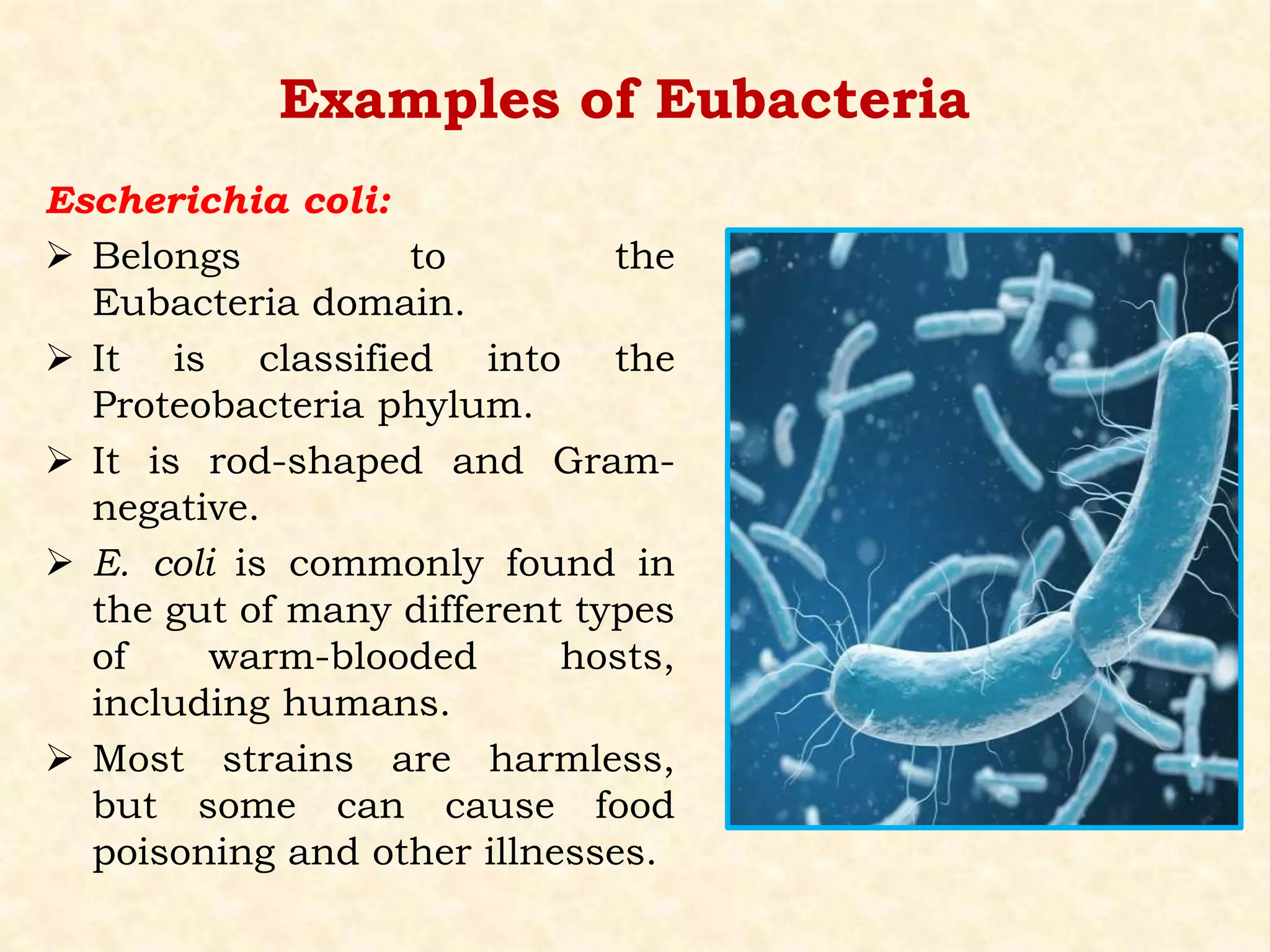 Eubacteria | PPTX