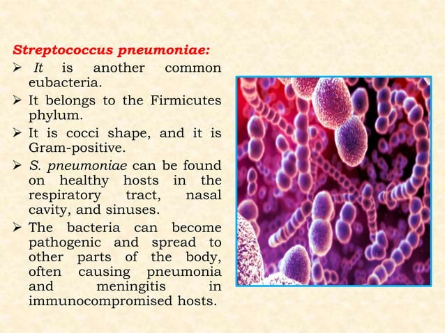 Eubacteria | PPTX | Biological Sciences | Science